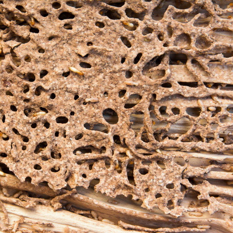 How to Differentiate Between Termite Damage and Wood Rot - Elite1 ...